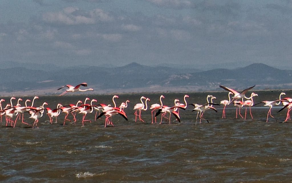 Δέλτα Έβρου: Ένας πραγματικός παράδεισος για τους φυσιολάτρες - Pame Evro